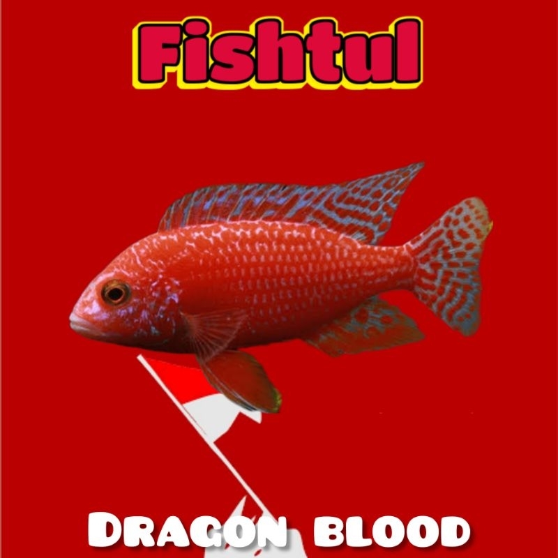 Jual Cichlid Dragon Blood | Shopee Indonesia