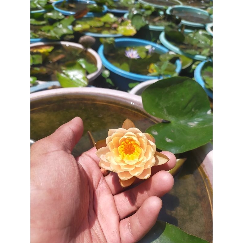 Jual Tanaman Bunga Teratai Salem Cukup Langka Shopee Indonesia