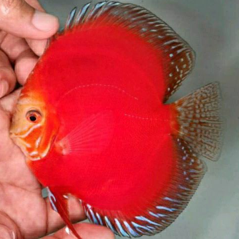 Jual Ikan Discus Red Star Rounded Size 3,5" Female | Shopee Indonesia