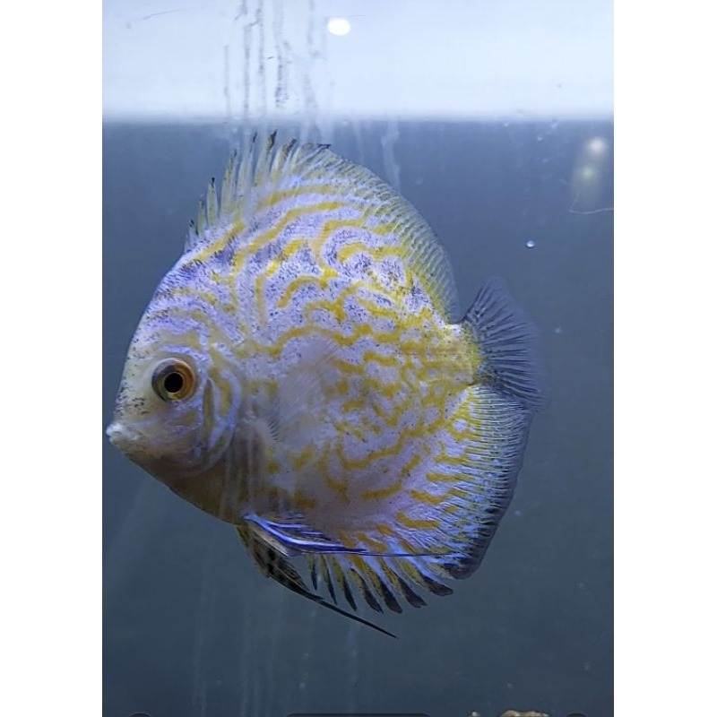 Jual ikan discus yellow pigeon | Shopee Indonesia
