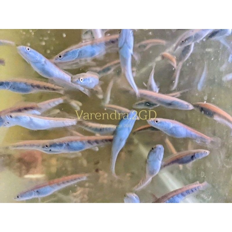 Jual Maru Riau 5-6cm Original | Shopee Indonesia