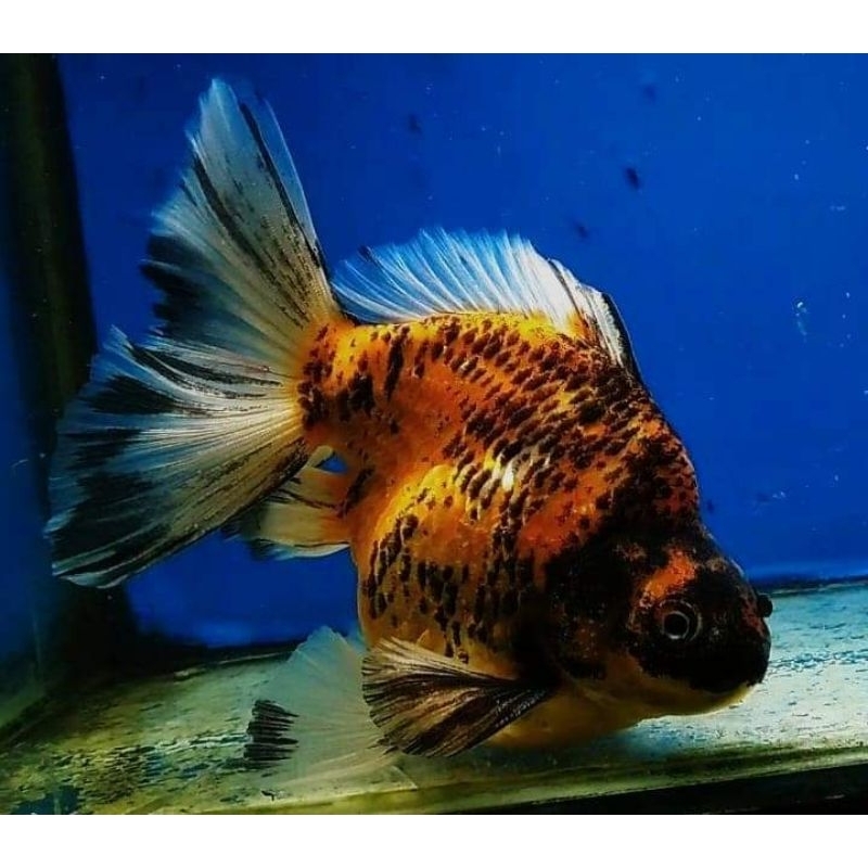 Jual Ikan Mas Koki Ryukin Long Tail | Shopee Indonesia