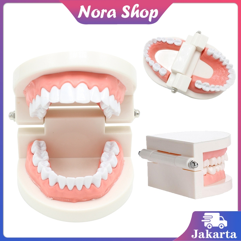 Jual Model Gigi Edukasi Patung Gigi Dental Patung Gigi Untuk Belajar ...
