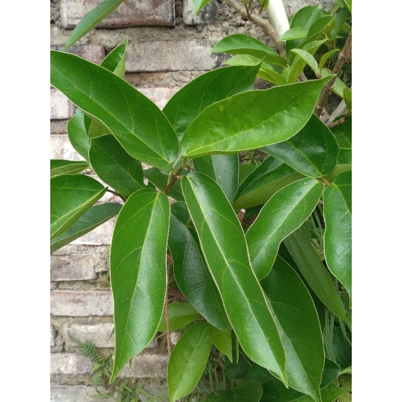 Jual daun cincau hijau segar organik paket 1kg | Shopee Indonesia