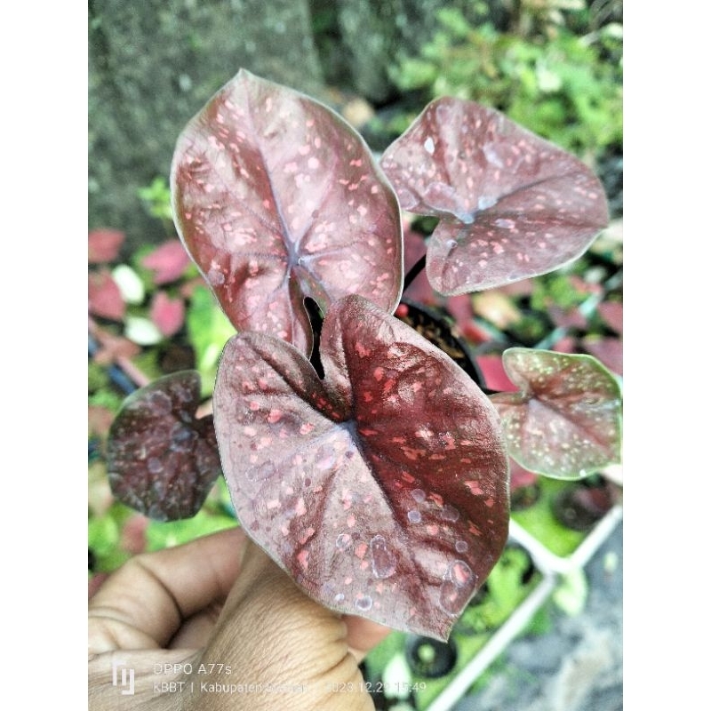 Jual Bibit Caladium Dark Chocolate - Keladi Hias Thailand | Shopee ...