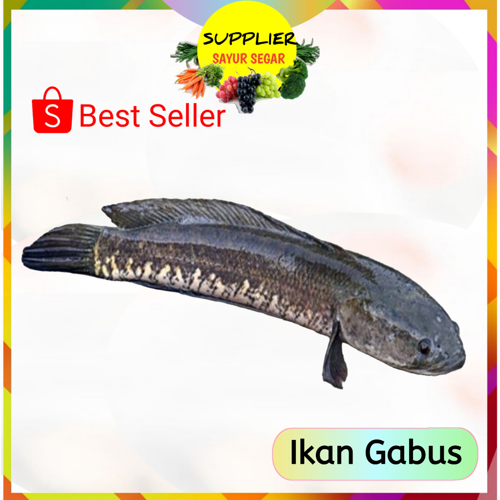 Jual Ikan Gabus Segar 500 gram - Palembang | Shopee Indonesia
