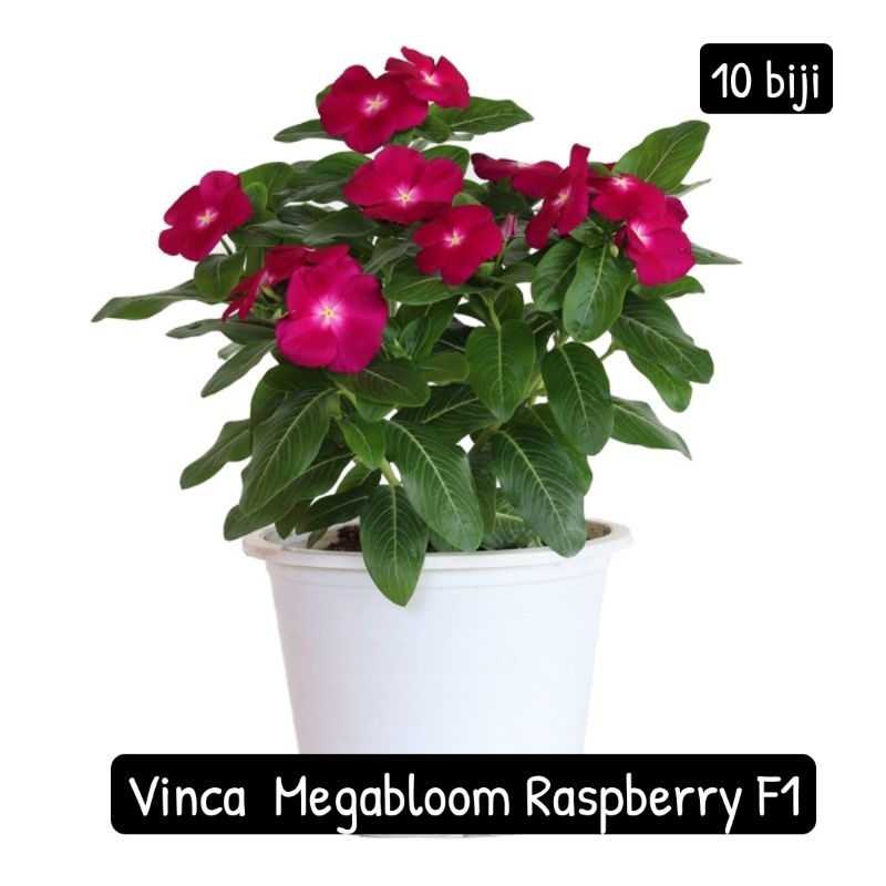 Jual Vinca Megabloom Raspberry F1 - isi 10 biji | Shopee Indonesia