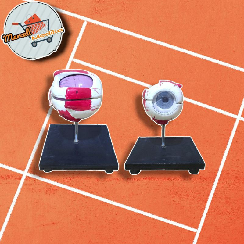 Jual PHANTOM MANEKIN MODEL MATA KECIL / MANIKIN MATA | Shopee Indonesia