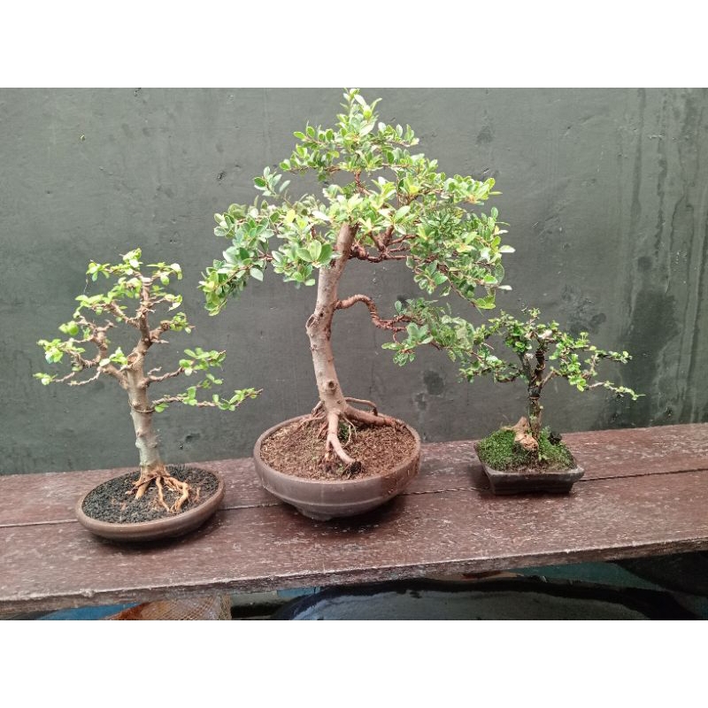 Jual bonsai 3 pohon | Shopee Indonesia