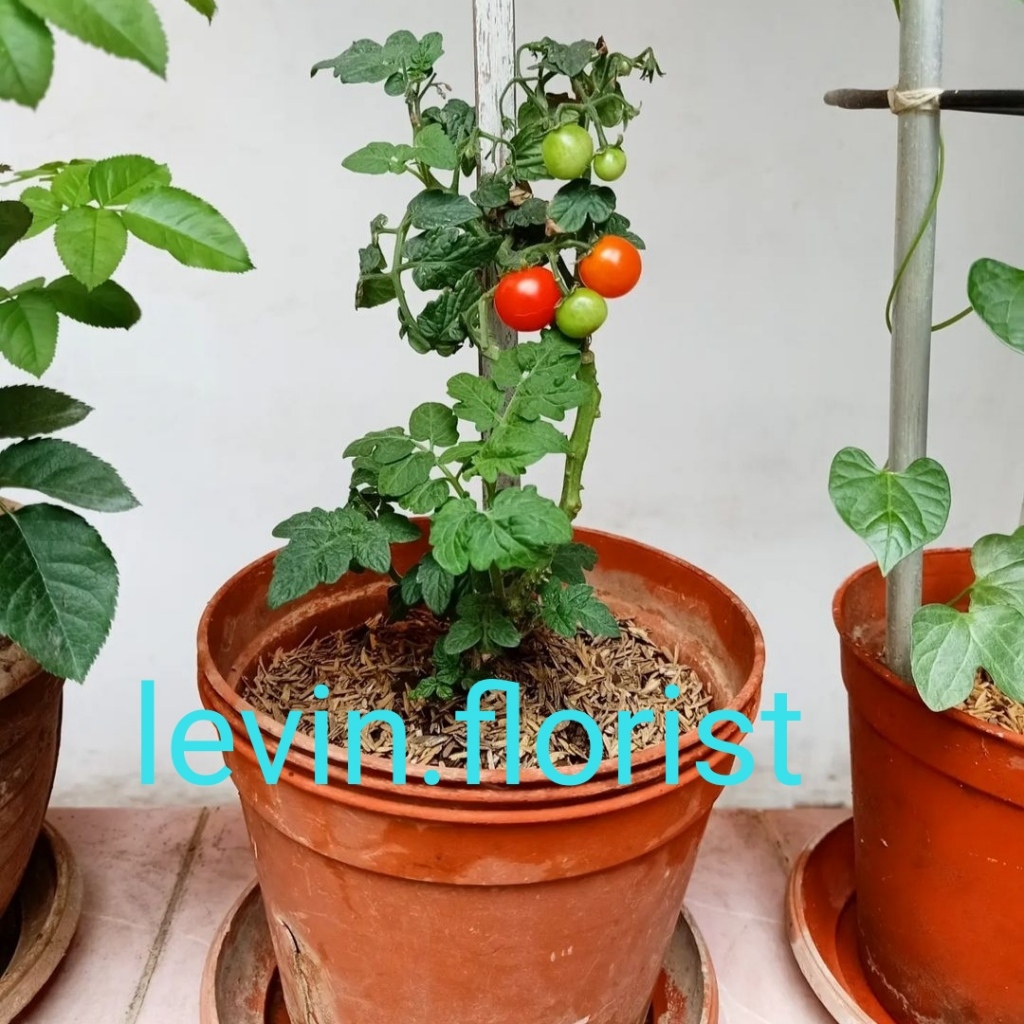 Jual Tomat ceri / bibit tanaman hias bunga sayur mayur bumbu masak ...
