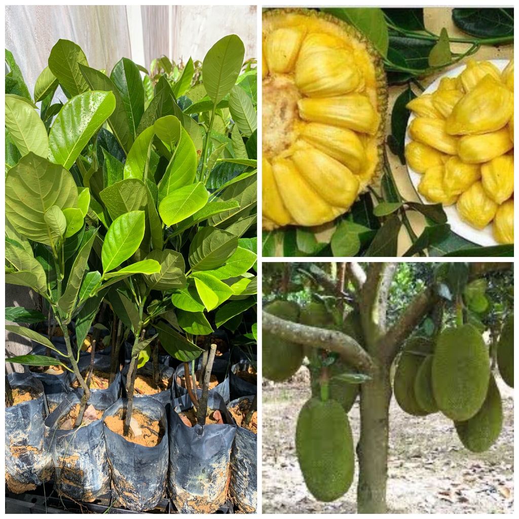Jual Bibit Nangka j33 Madu Malaysia Tekam YelloW 100% valid asli ...