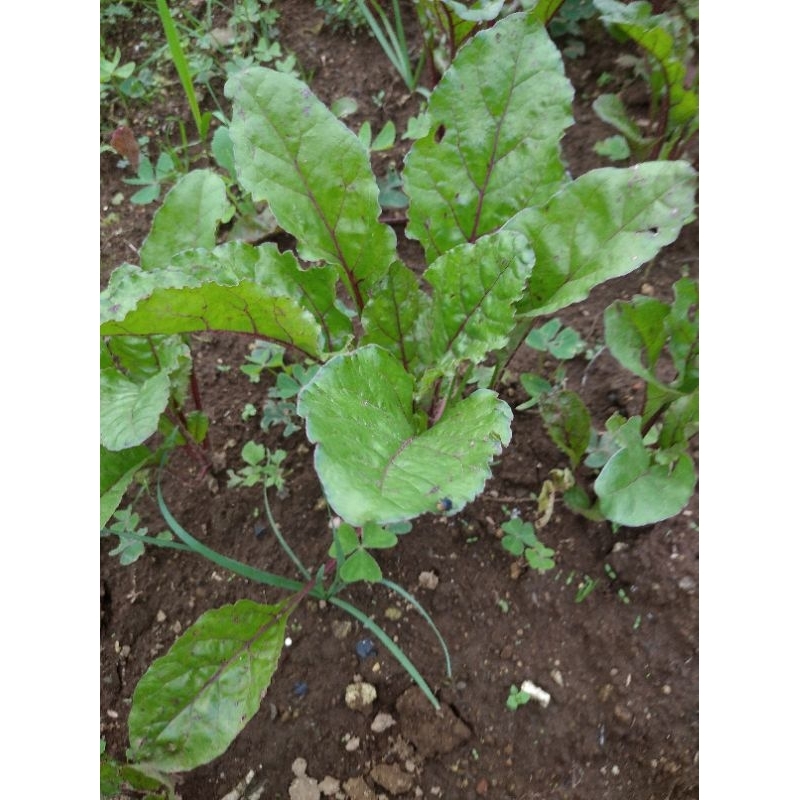 Jual SAYUR DAUN BIT SEGAR | Shopee Indonesia