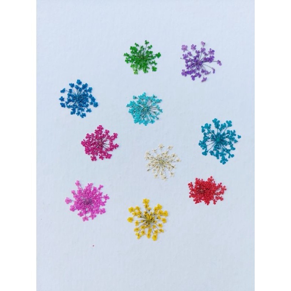 Jual CERITA RESIN - Bunga Kering Pressed Ammi Majus / Queen Anne's Lace ...