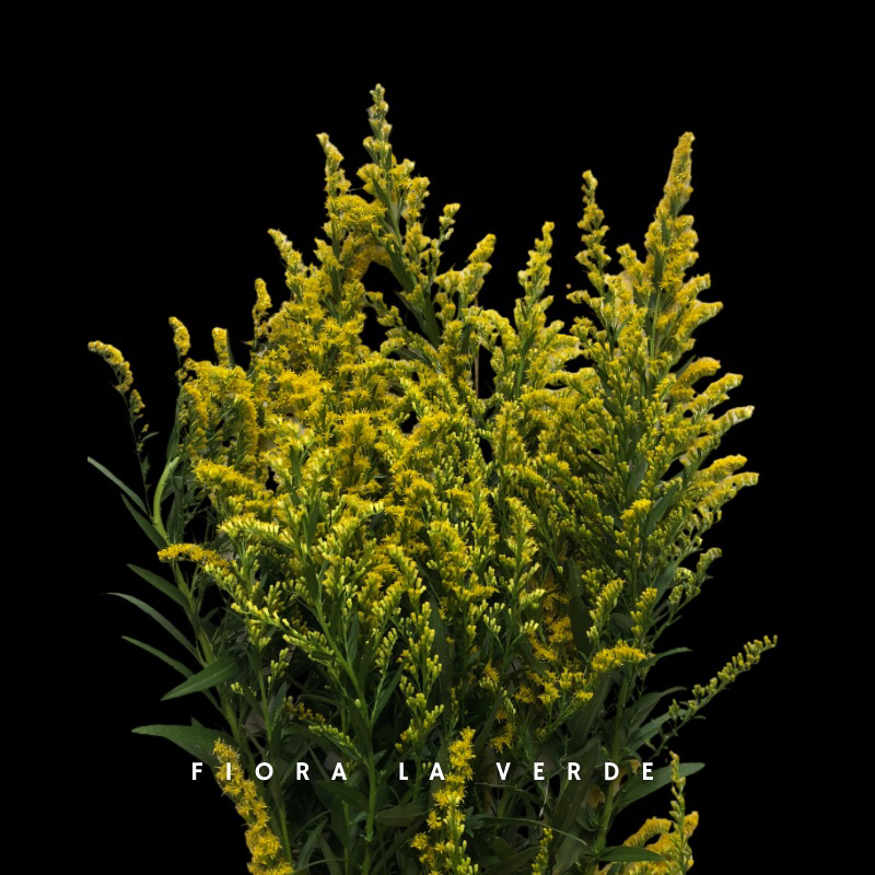 Jual Bunga Salidago - Bunga potong / Rosida / Pikok kuning / Bunga ...