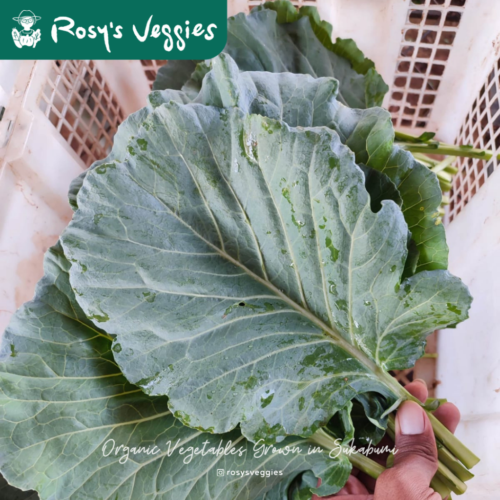 Jual Kale Collard Greens Organik / Kale Korea | 150 gr | Shopee Indonesia