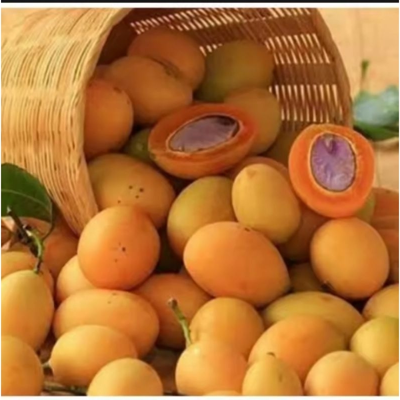 Jual buah Gandaria/Jatake mateng pres 1kg | Shopee Indonesia