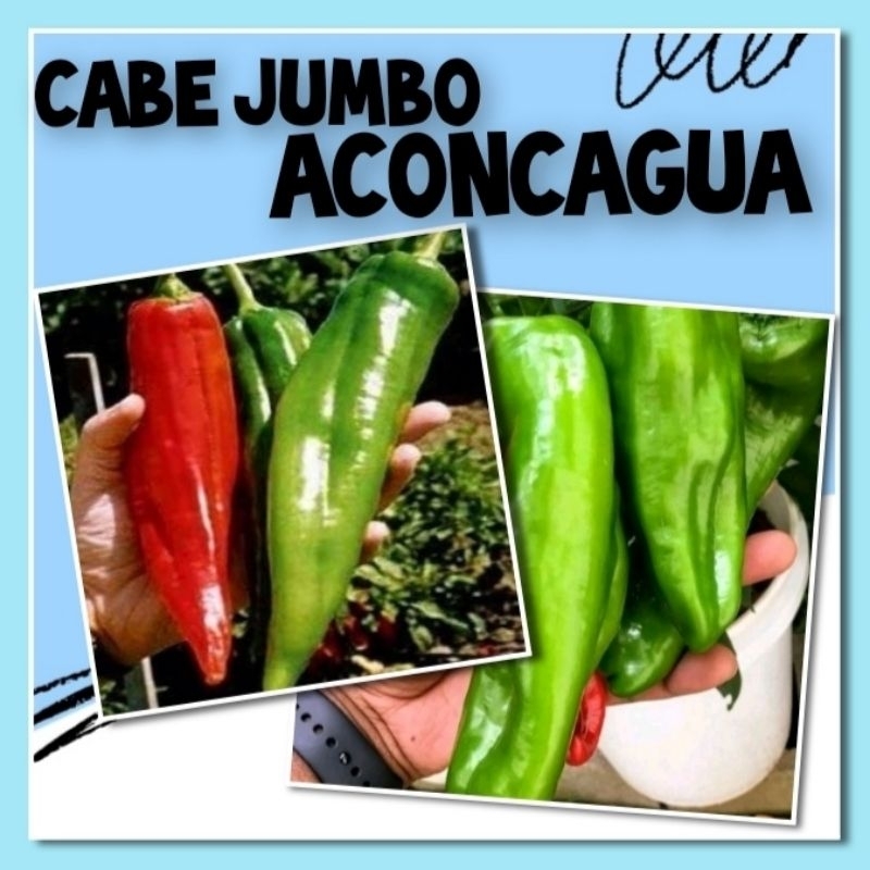 Jual 2 Benih Cabe Jumbo Giant Aconcagua Bibit Tanaman Cabai Hias ...