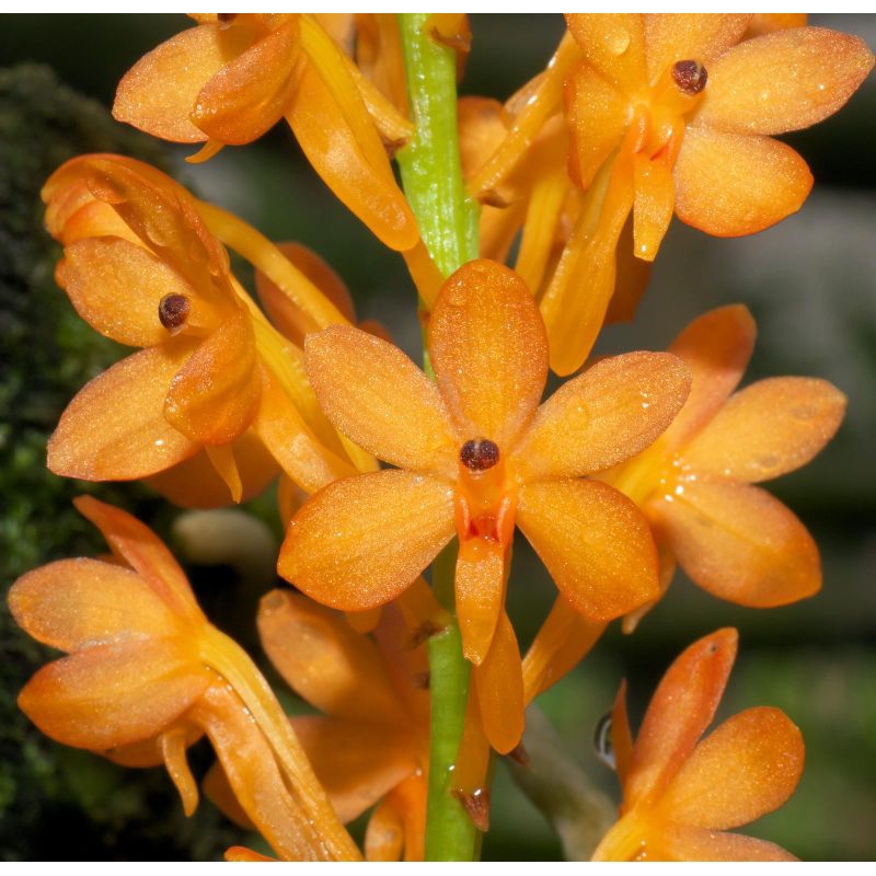 Jual Vanda Ascocentrum Miniatum pot Vanda Asco Mini Bunga Anggrek ...