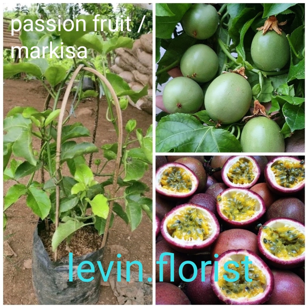 Jual Passiflora adulis sims /passion fruit / markisa merah / bibit ...