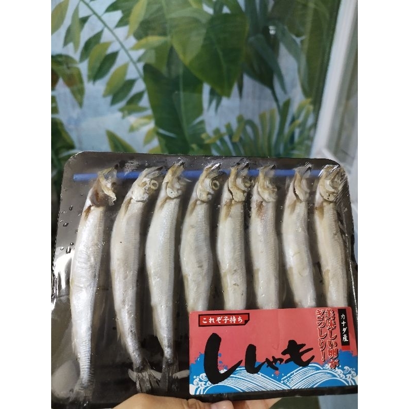 Jual Ikan Shisamo Jepang Isi 8 ekor frozen | Shopee Indonesia