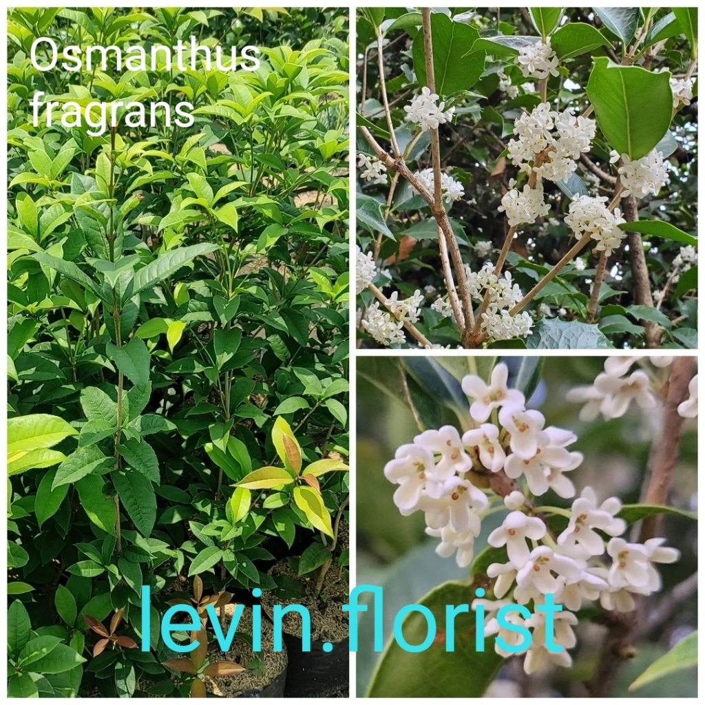 Jual [1meter] Osmanthus fragrans / Mei hwa / sweet olive tea bibit ...