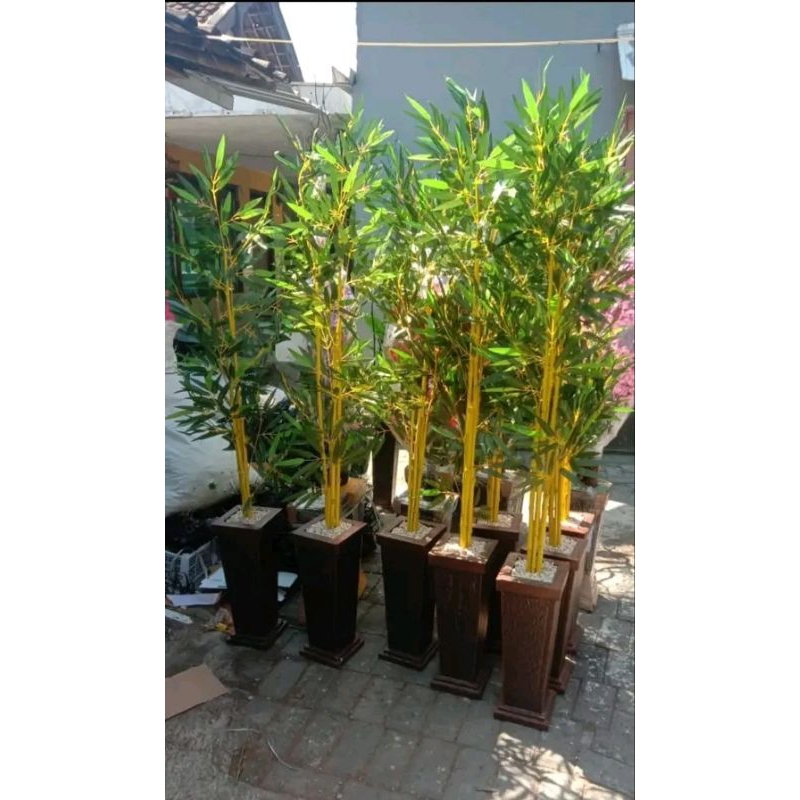 Jual Bambu kuning hias berakar 100 cm | Shopee Indonesia