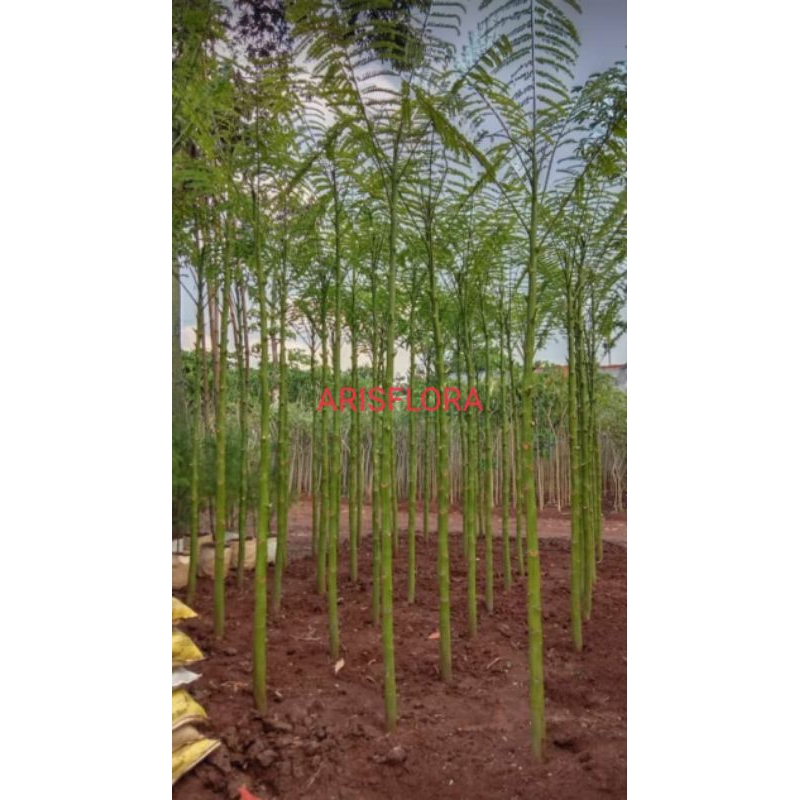 Jual pohon solobium parahyba/pakis brazil | Shopee Indonesia