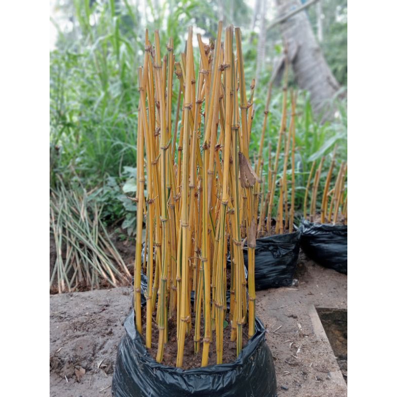 Jual Bambu kuning- Bambu gading- bibit tanaman hias tinggi 80 cm ...
