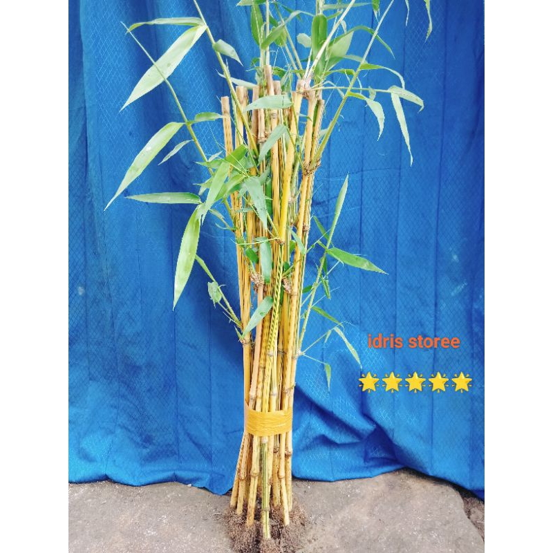 Jual bibit bambu kuning tanaman hias bambu kuning siap tanam | Shopee ...