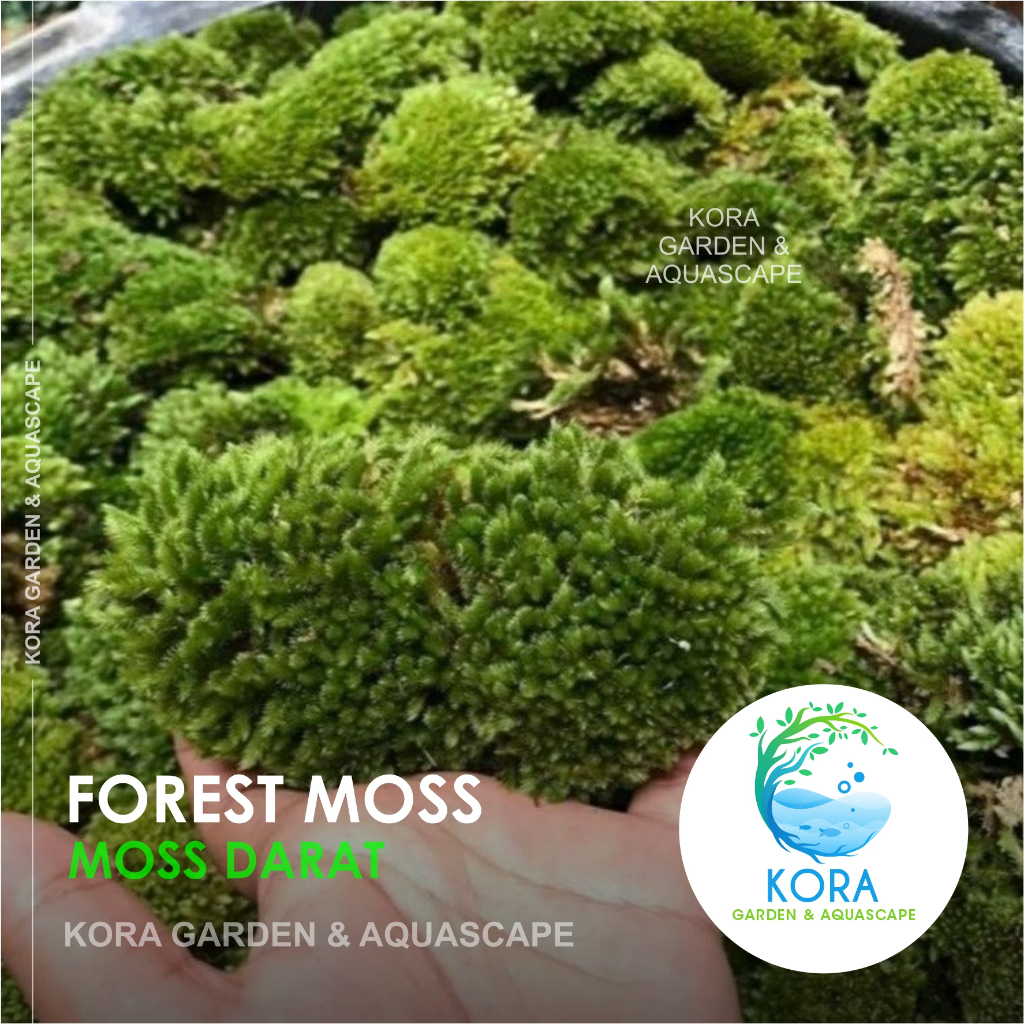 Jual Forest Moss / Living Moss Darat / Sphagnum Moss / Lumut Spagnum ...