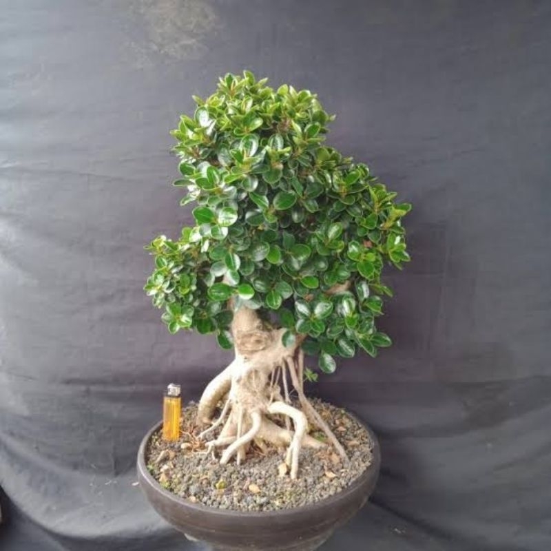 Jual BIBIT BONSAI DOLLAR MICRO / BAHAN BONSAI BERINGIN DOLLAR | Shopee ...
