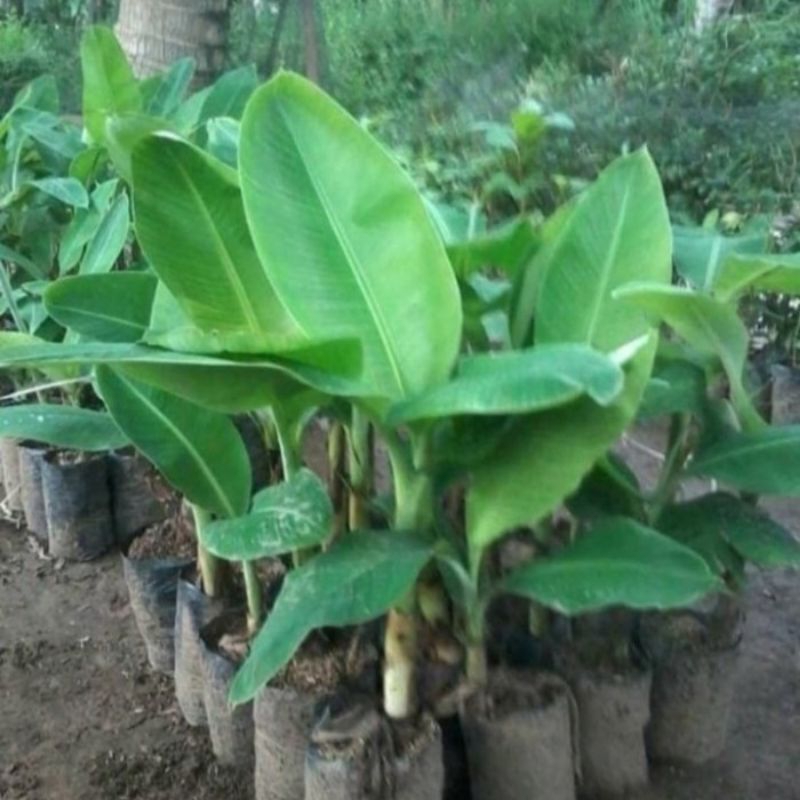 Jual bibit pisang mini cebol | Shopee Indonesia
