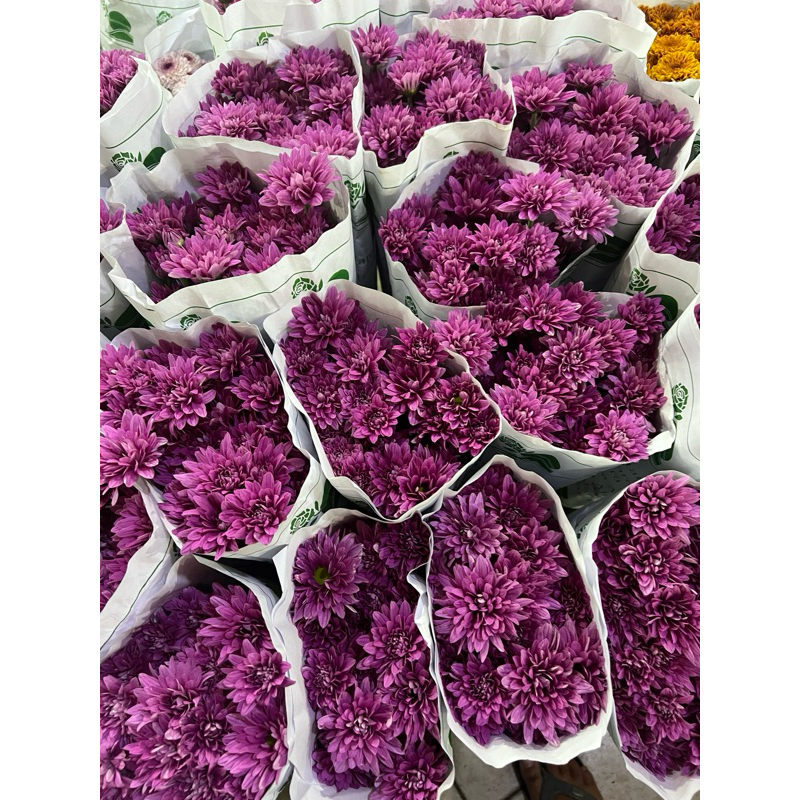 Jual Bunga aster euro ungu / Bunga Segar | Shopee Indonesia