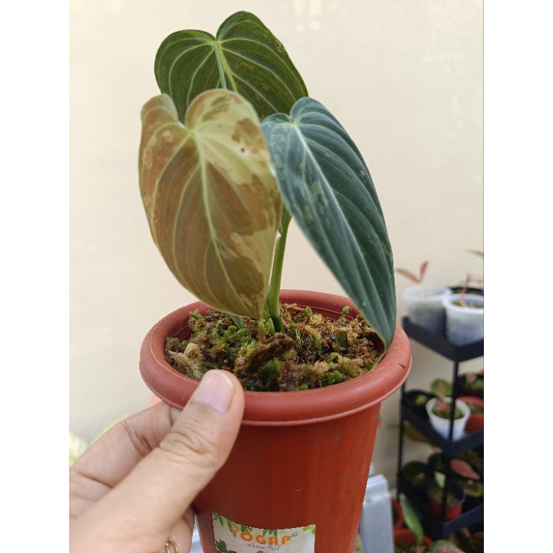 Jual tanaman melano varigata | Shopee Indonesia