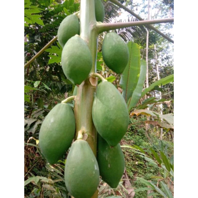 Jual PEPAYA MUDA SUPER BESAR per satu butir | Shopee Indonesia