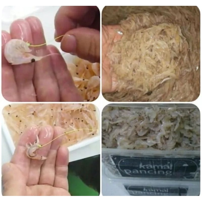 Jual Udang Rebon Basah Segar/Beku /Pakan Ikan Predator/Umpan Mancing ...