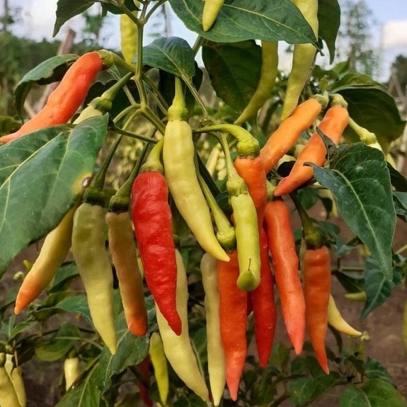 Jual Bibit Benih Cabe Rawit Dompol (10 Butir) | Shopee Indonesia
