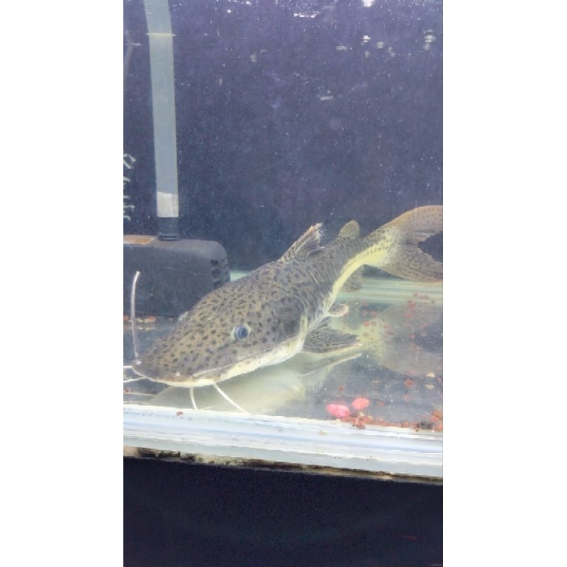 Jual Leopard CatFish Ukuran 50 cm up | Shopee Indonesia