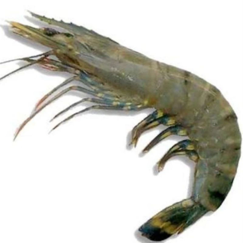 Jual Udang Besar Segar | Shopee Indonesia