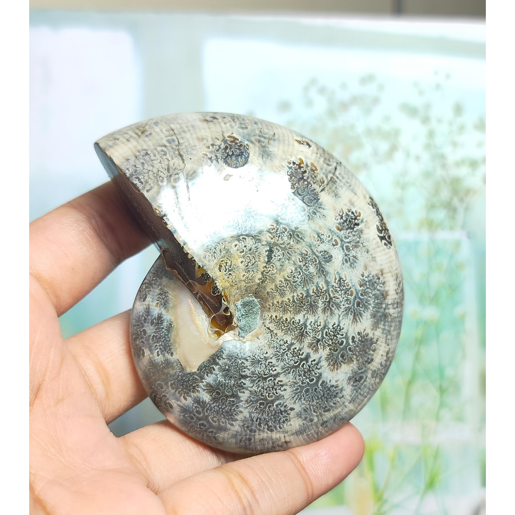 Jual Batu Natural Fossil Keong Top Grade (15) | Shopee Indonesia