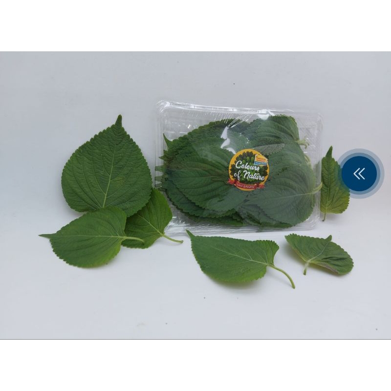 Jual Daun Wijen / Perilla 100 gram | Shopee Indonesia