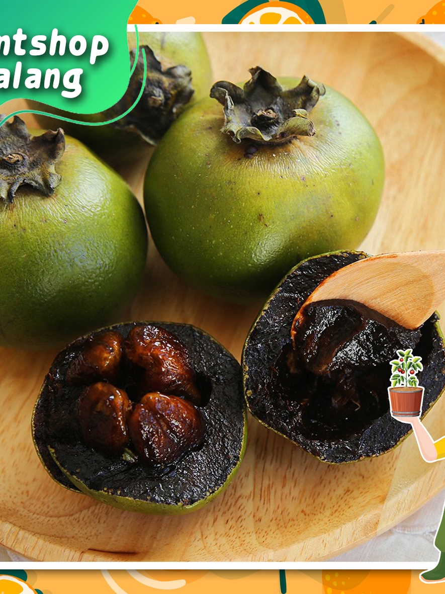 Jual Black Sapote Giant Sambung Cepat Berbuah (Sawo Hitam America ...