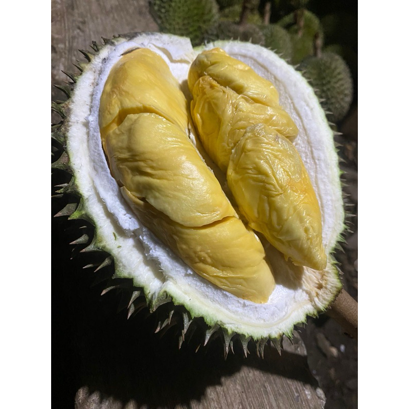 Jual Durian Montong Cane / Masmuar / D100 (PREMIUM) | Shopee Indonesia