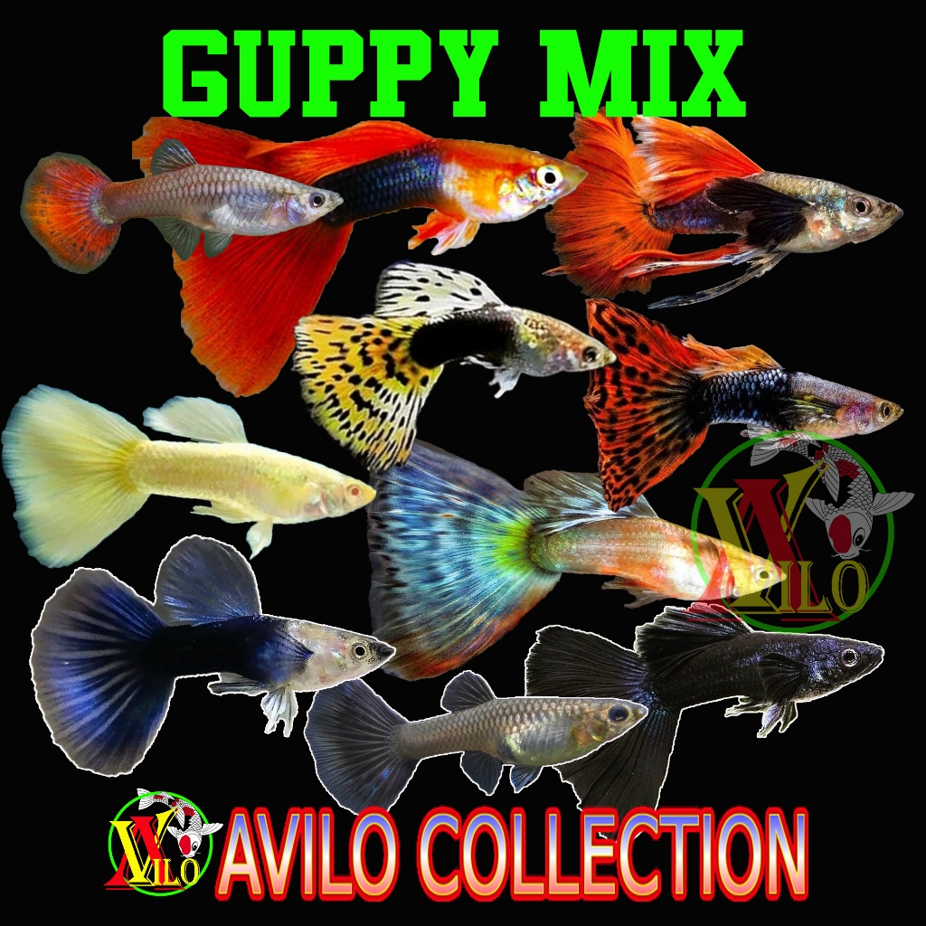 Jual paket 10 ekor ikan hias guppy gupi segala jenis rendom mix aquascape fish | Shopee Indonesia