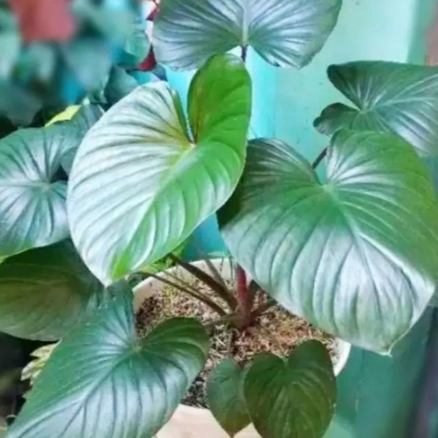 Jual Tanaman Hias Keladi Homolomena / Keladi Hijau / Keladi Hutan ...