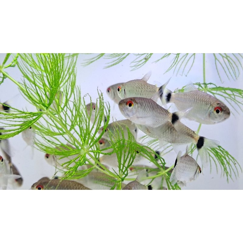 Jual MANOSA / RED EYE TETRA HIASAN AQUARIUM | Shopee Indonesia