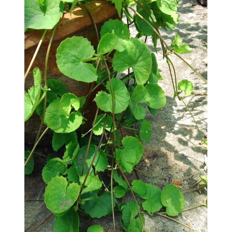 Jual Jual Pegagan atau Antanan segar 1kg murah | Shopee Indonesia