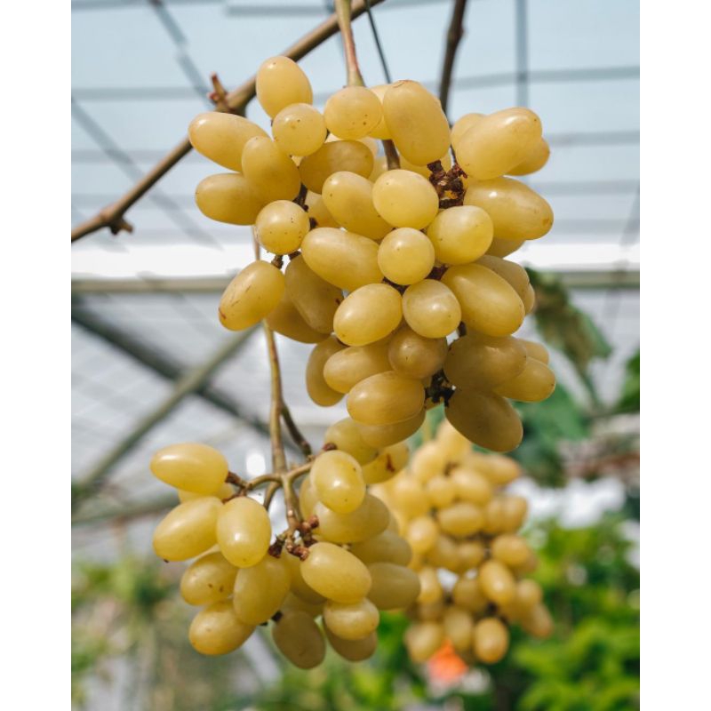 Jual Bibit Tanaman Anggur Import Jenis Tranfiguration Super Genjah ... Jual Bibit Tanaman Anggur Import Jenis Tranfiguration Super Genjah ...