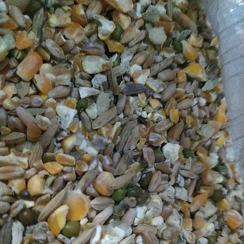 Jual Pakan komplit Campuran dari 4 bahan untuk burung perkutut dara ...