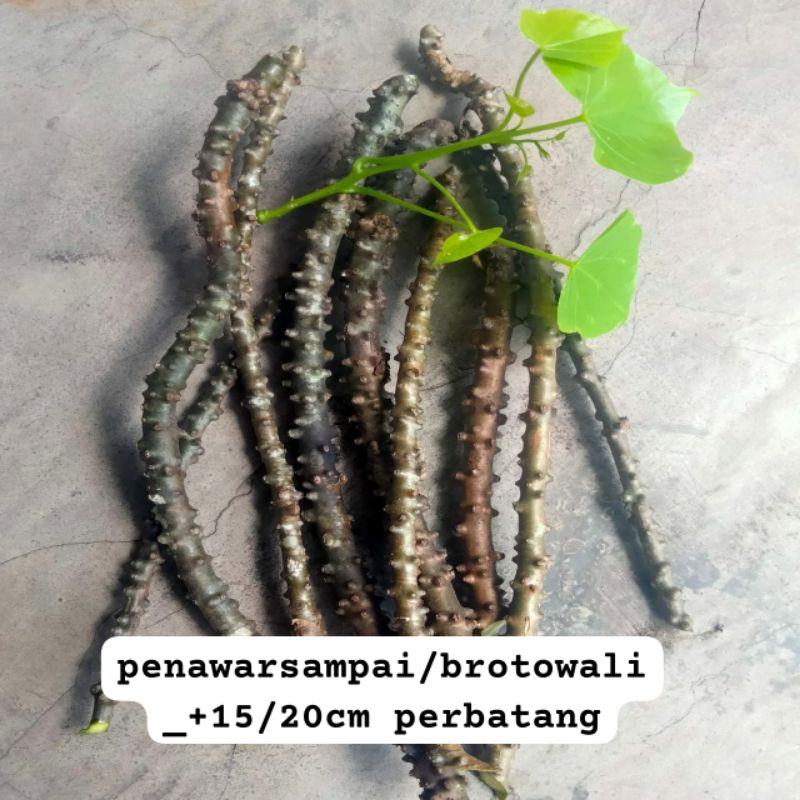 Jual Brotowali, Patrawali, Penawar sampai Herbal Alami 10 Batang ...
